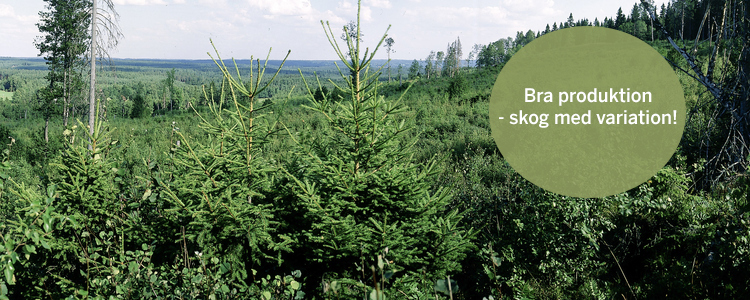 Skogsstyrelsen - Olika sätt att sköta din skog