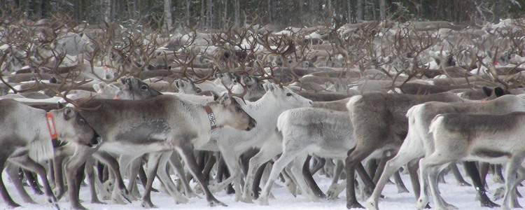 Skogsbruk och rennäring - Skogsstyrelsen